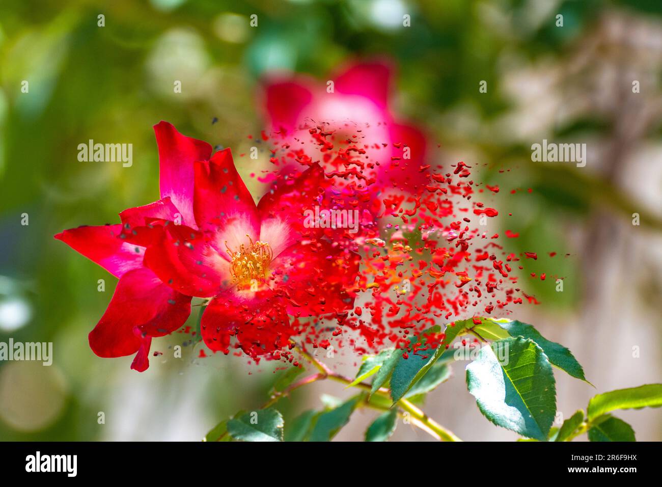 Rosa cocktail shrub rose hi-res stock photography and images - Alamy