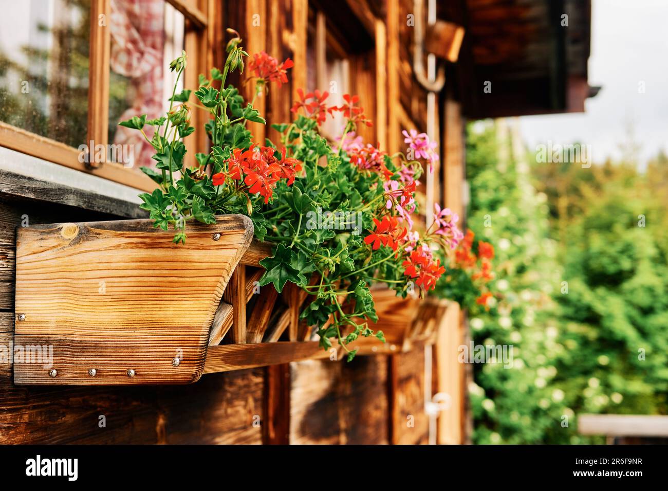 Typical swiss window decorated with red geranium flowers Stock Photo ...
