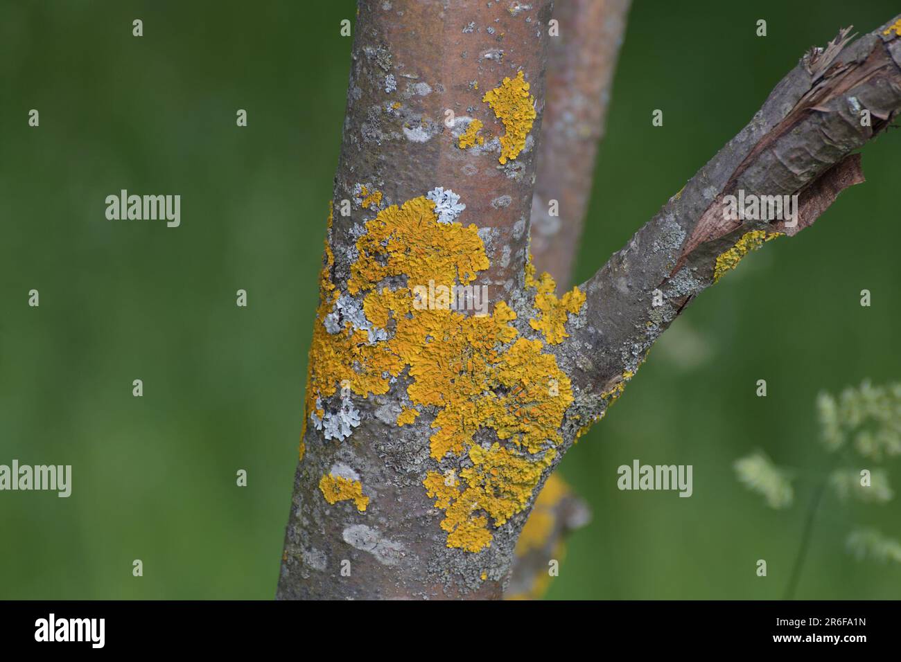 Tree trunk infected with fungi of Teloschistaceae family Stock Photo ...