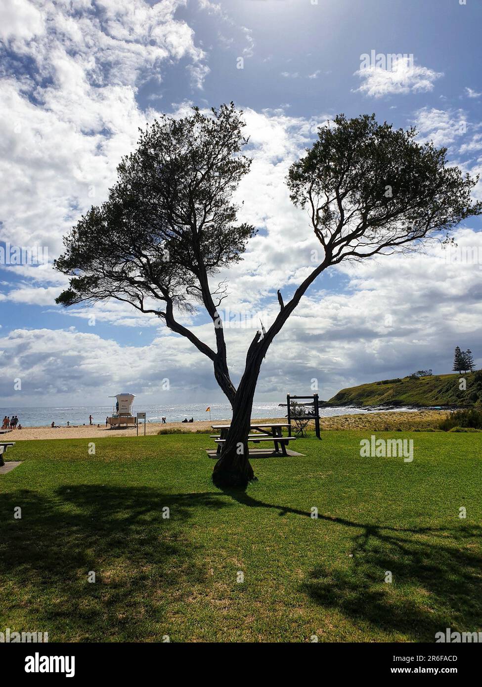 A beach park setting with a wooden bench situated under a tall tree ...