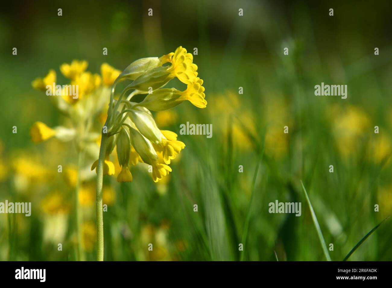 True cowslip hi-res stock photography and images - Alamy