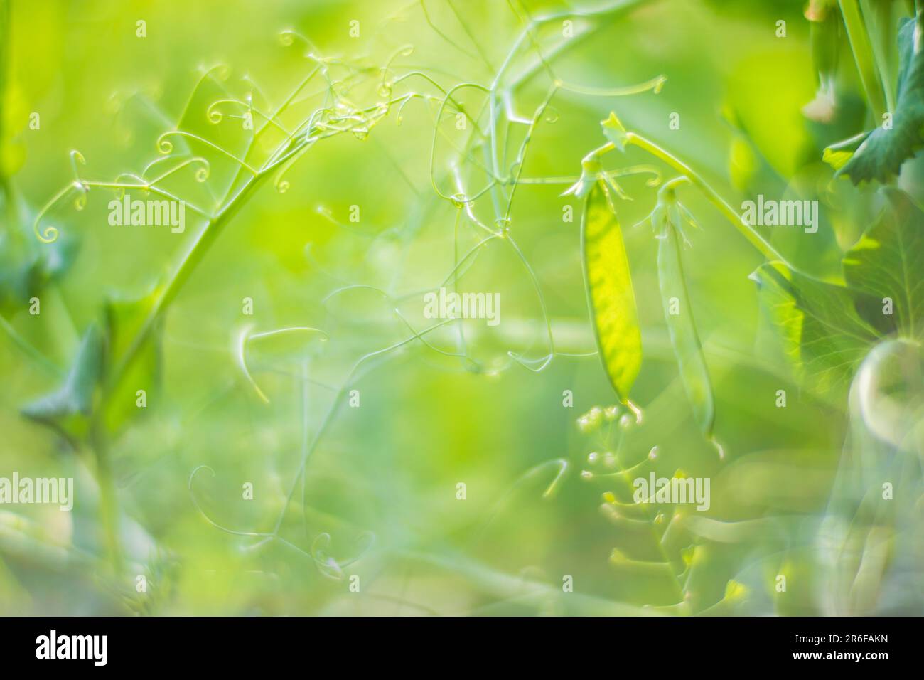 Peas crops planted in soil get ripe under sun. Cultivated land close up ...