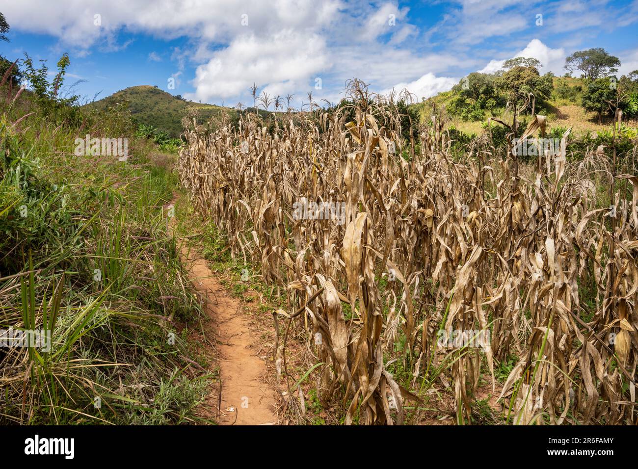 Pathway through a post-harvest maize field in rural Malawi Stock Photo ...