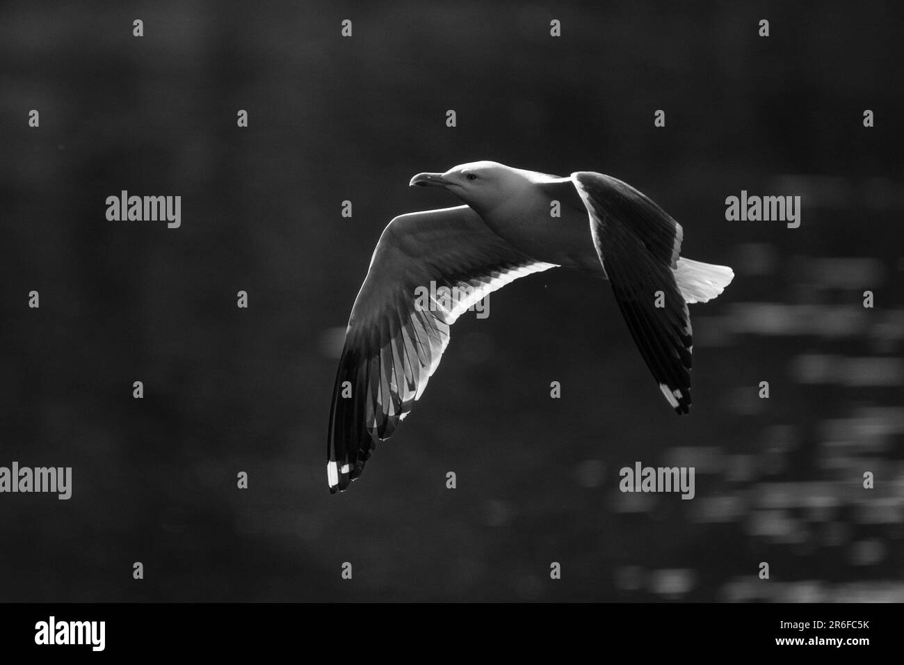 single Seagull bird in flight Stock Photo - Alamy
