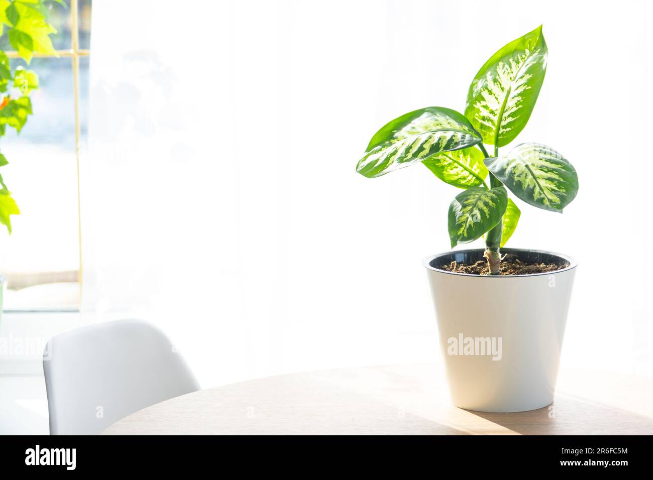 Dieffenbachia Tropic Snow close-up in the interior on a round table in ...