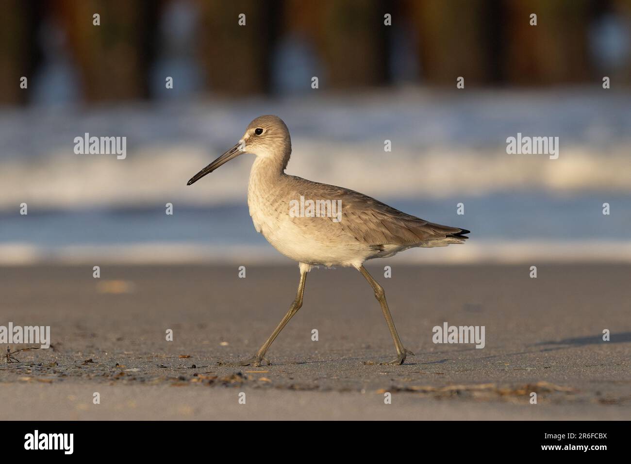 Shore bird willet on beach hi-res stock photography and images - Alamy