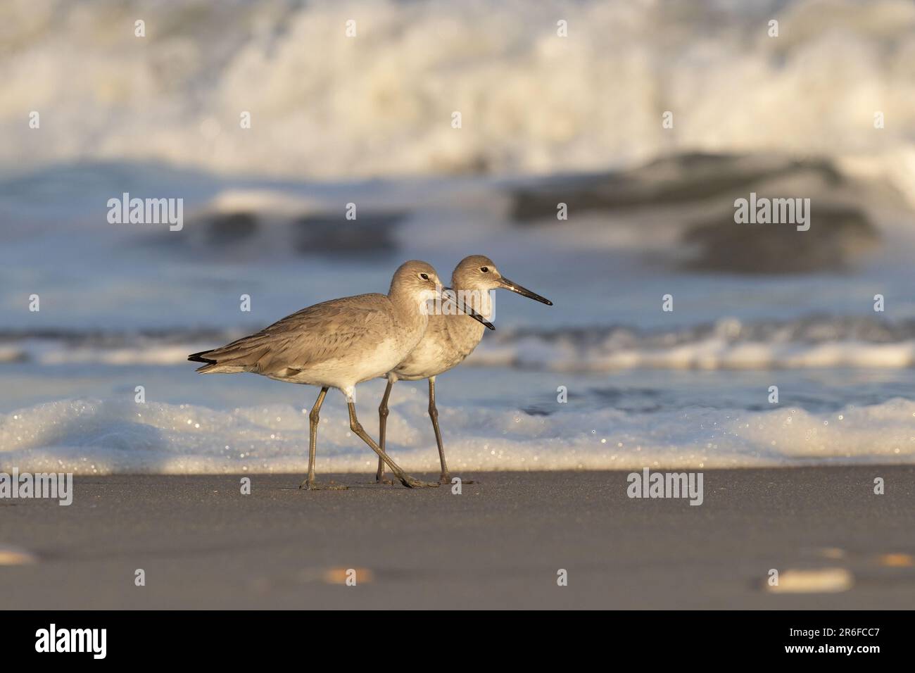 Pair of willets on the beach with waves crashing behind them Stock ...