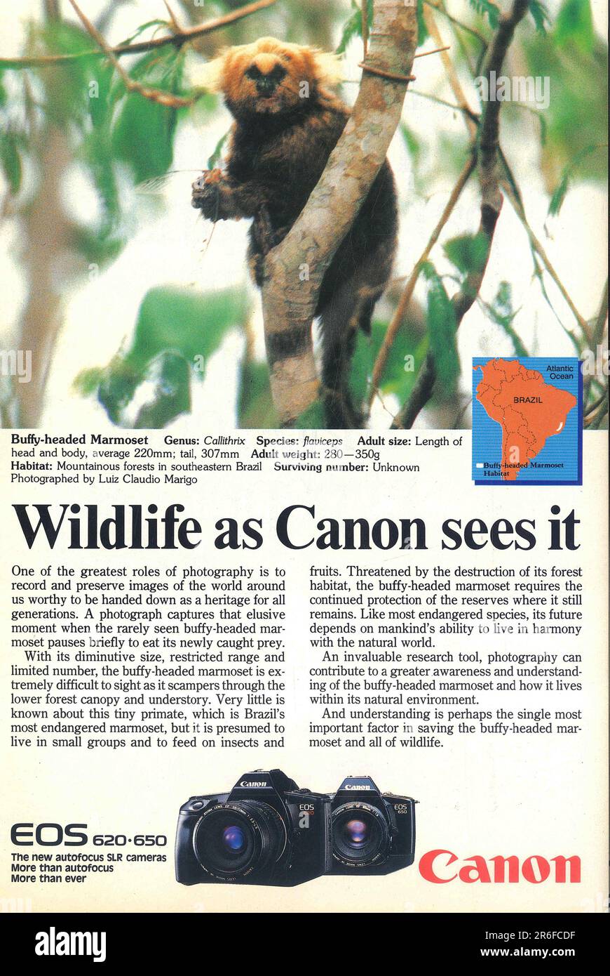 Canon eos 650 hi-res stock photography and images - Alamy