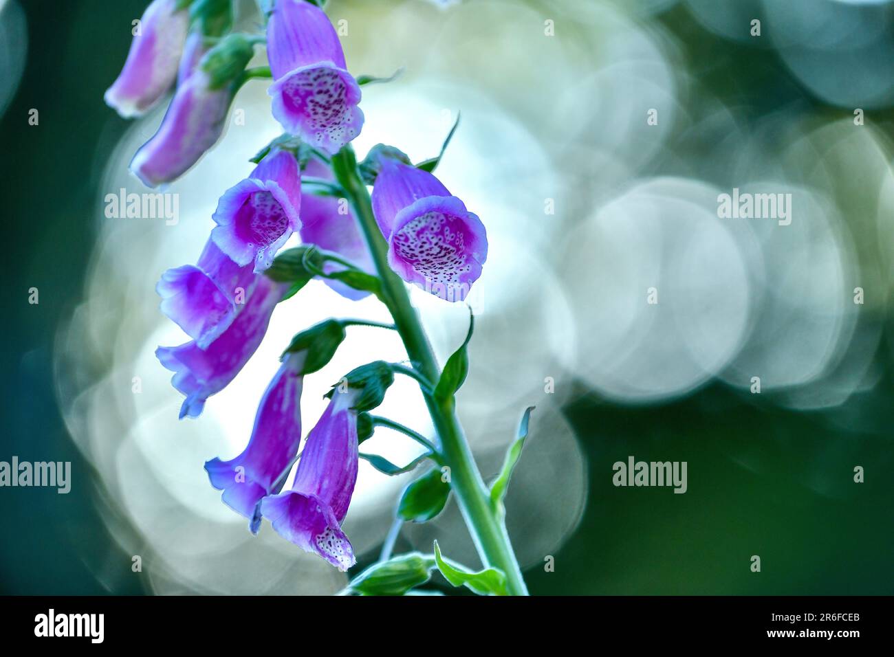 Blue foxgloves hi-res stock photography and images - Alamy