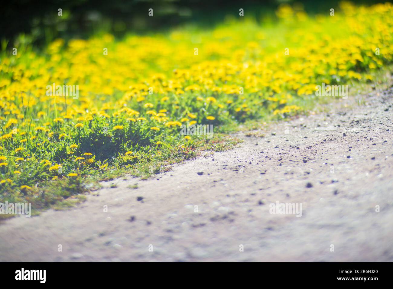 Wildflowers close-up on a sunny day in summer. Beautiful natural rural ...