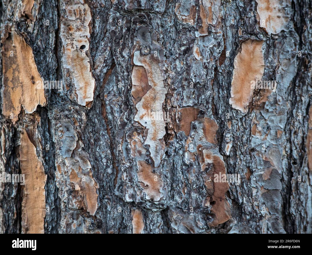 Tree bark background texture closeup. Black, grey, brown and white ...