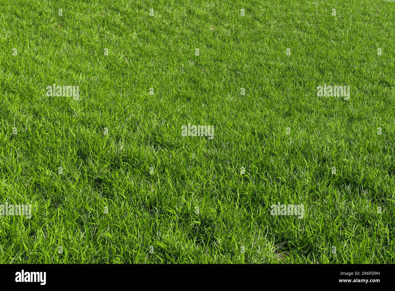 Grass Field Top View Texture. Green grass texture pattern background ...