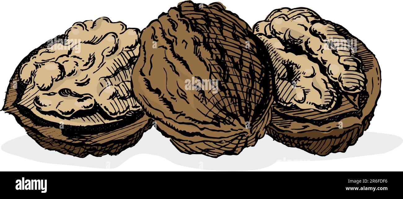 Vintage 1950s etched-style walnuts. Detailed black and white from ...