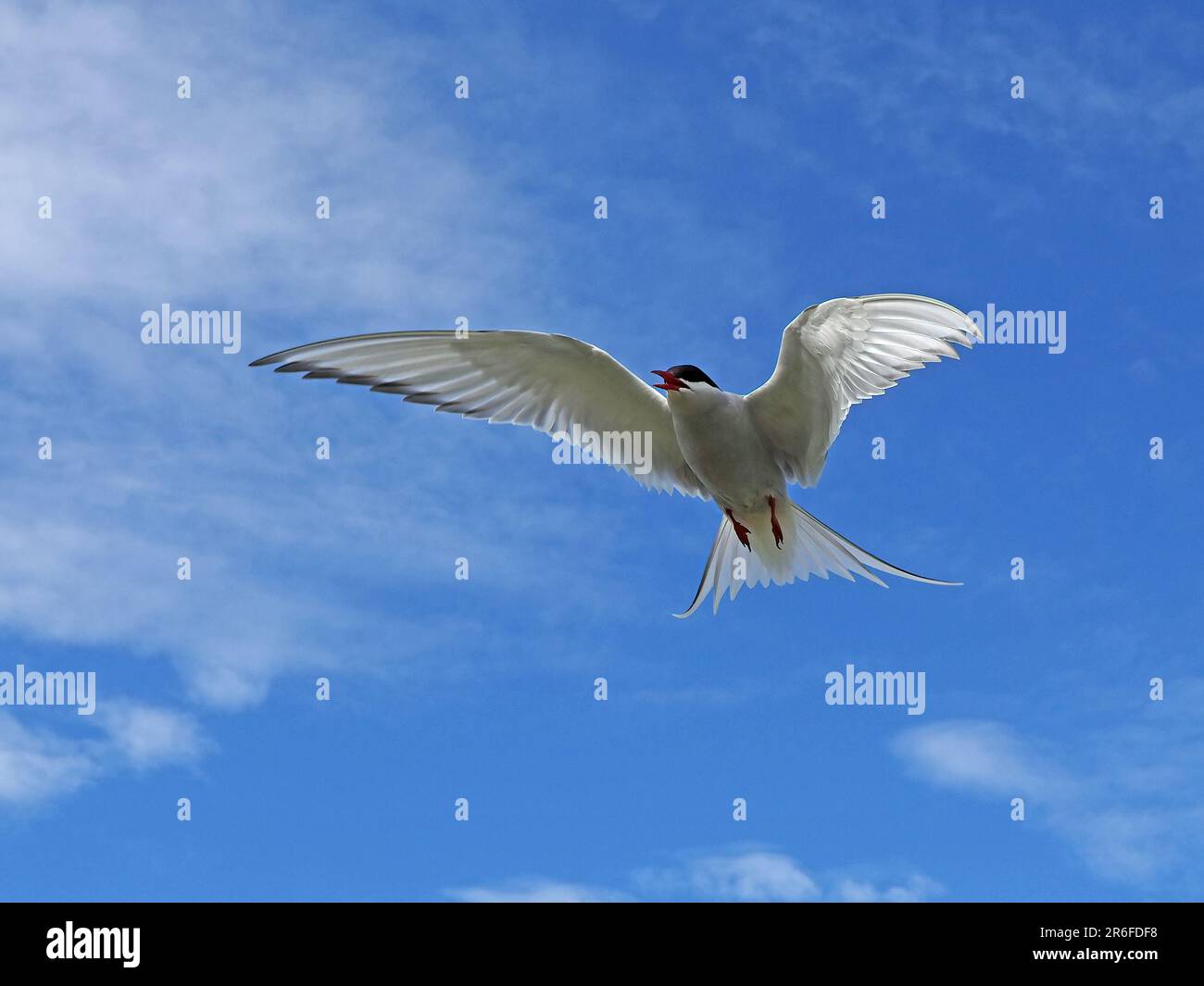 Arctic Tern (Sterna paradisaea) flying with outstretched wings and tail ...