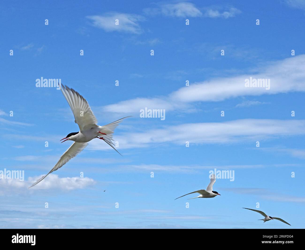 Arctic Tern (Sterna paradisaea) flying with outstretched wings and tail ...