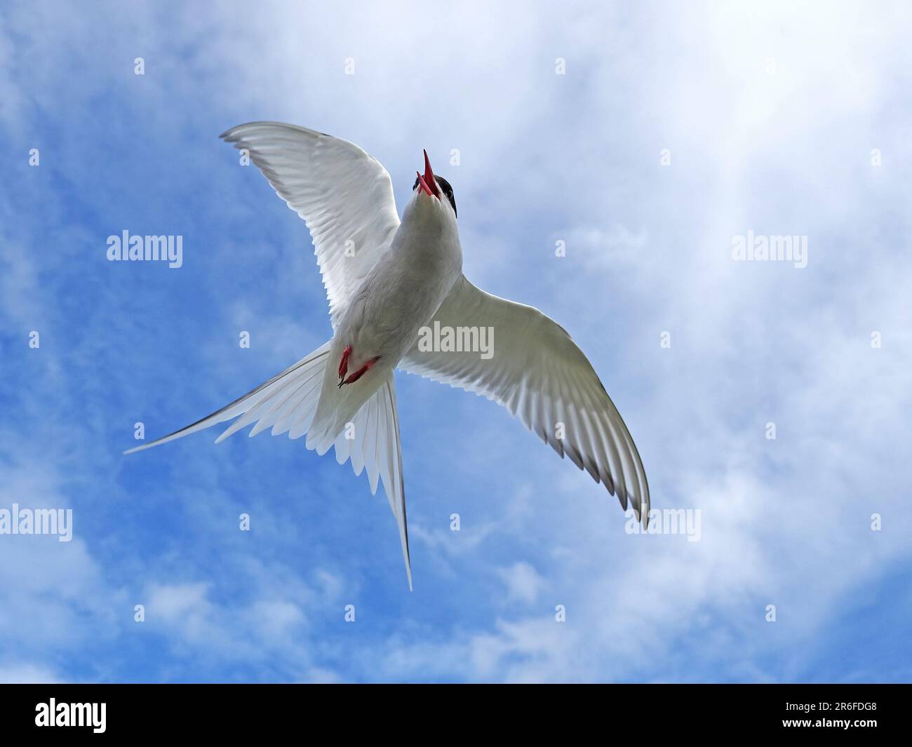 Arctic Tern (Sterna paradisaea) flying with outstretched wings and tail ...