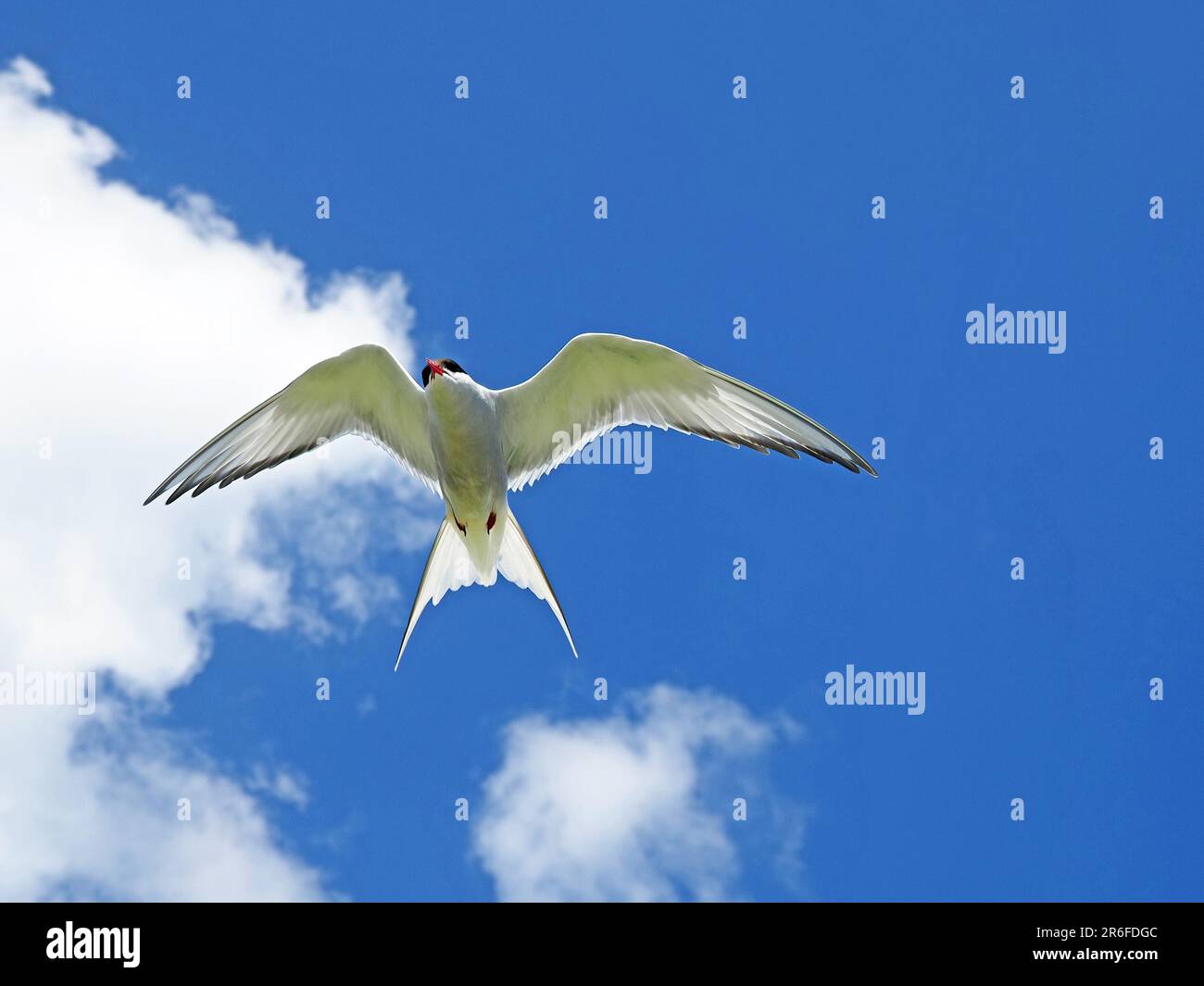 Arctic Tern (Sterna paradisaea) flying with outstretched wings and tail ...