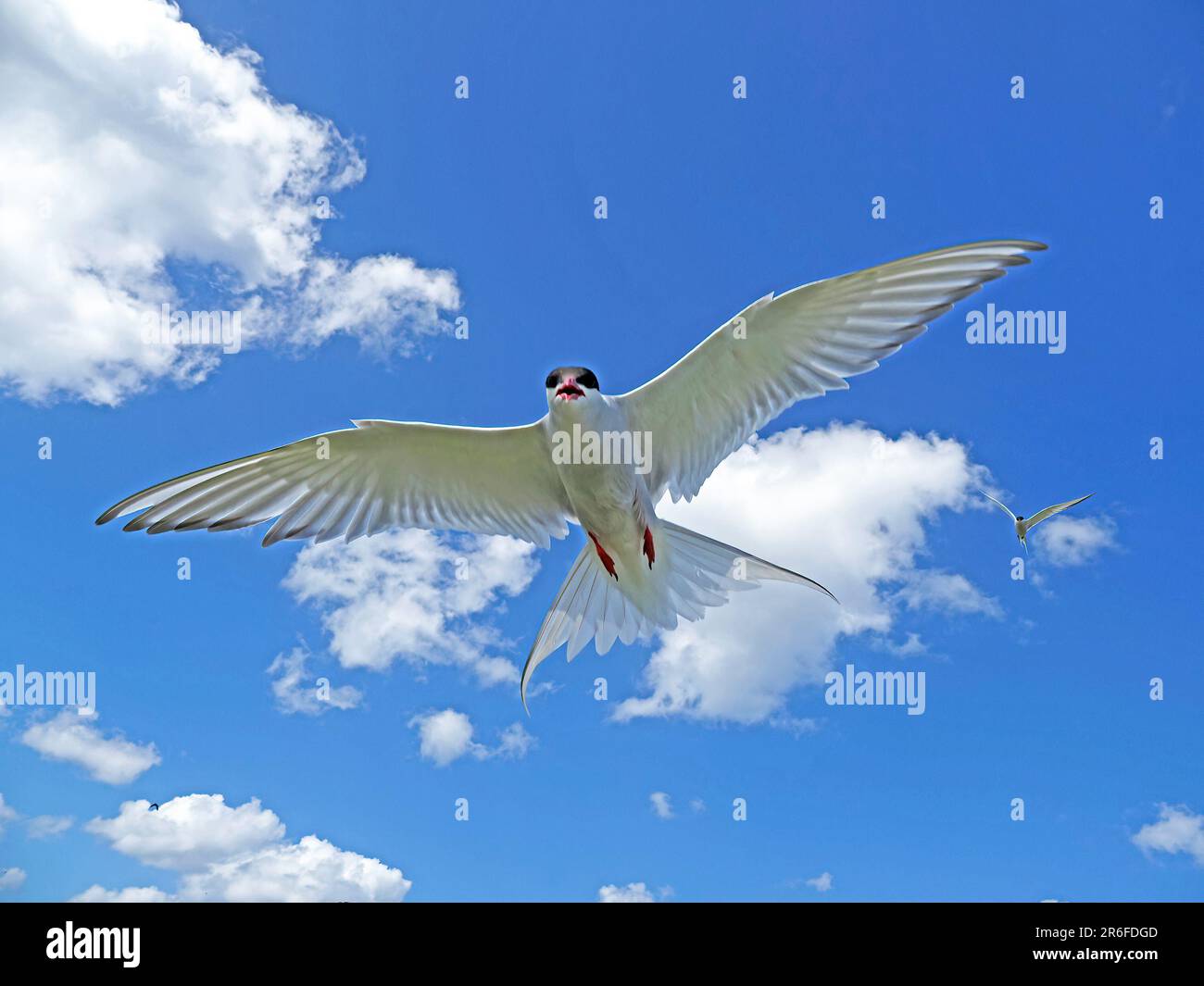 Arctic Tern (Sterna paradisaea) flying with outstretched wings and tail ...