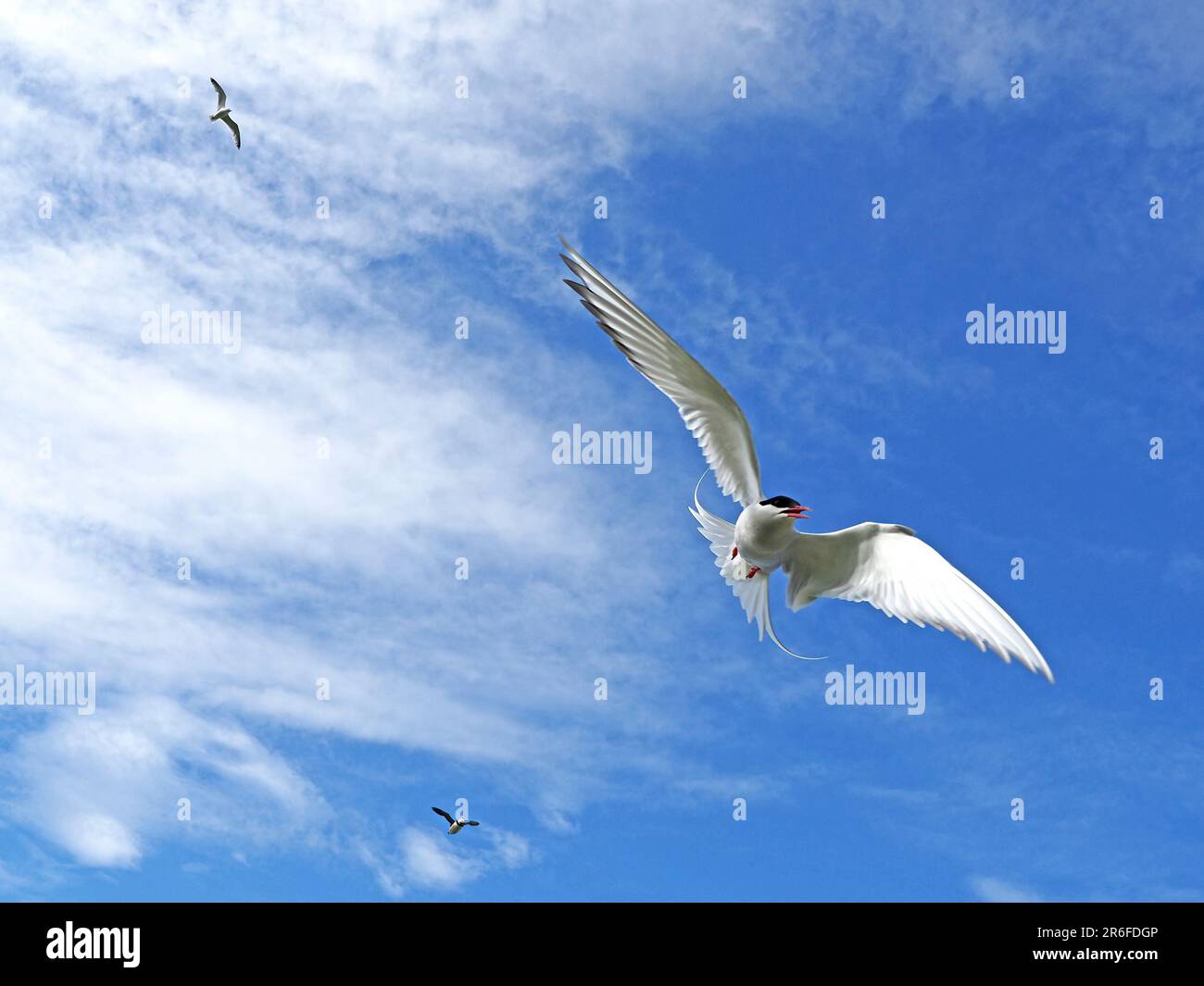 Arctic Tern (Sterna paradisaea) flying with outstretched wings and tail ...