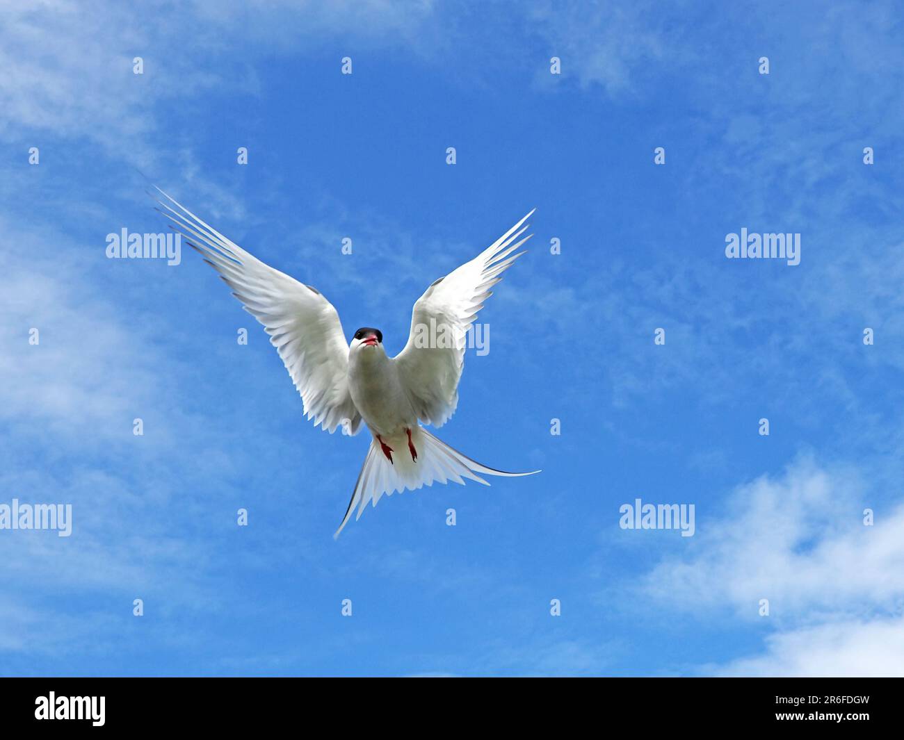 Arctic Tern (Sterna paradisaea) flying with outstretched wings and tail ...