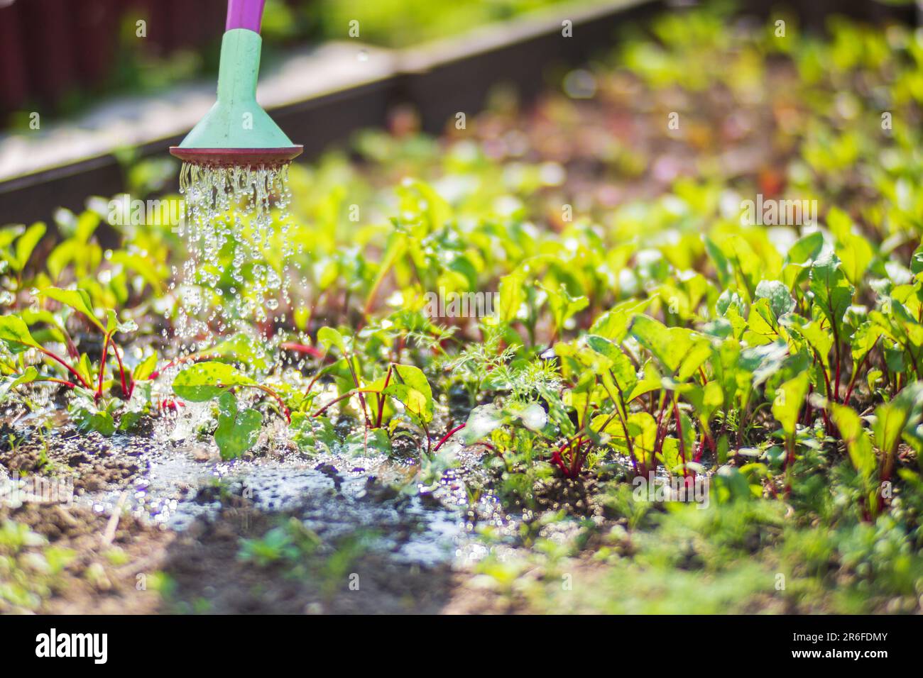 Watering vegetable plants on a plantation in the summer heat with a ...