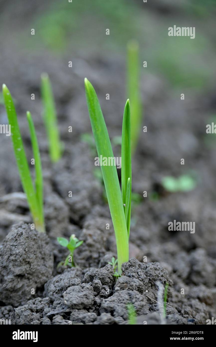 Soil patches hi-res stock photography and images - Alamy