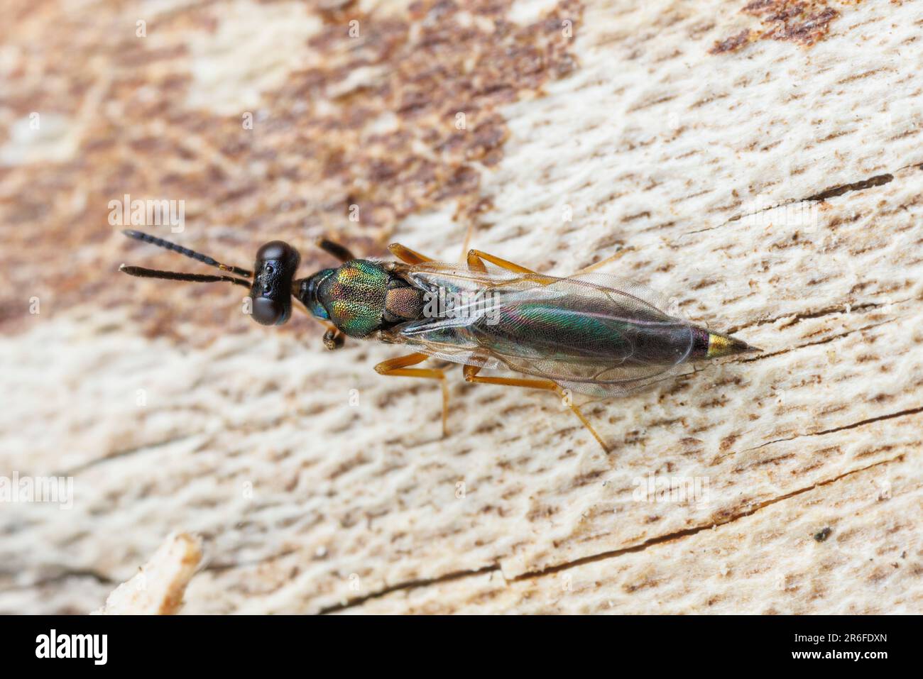 Eupelmid wasps hi-res stock photography and images - Alamy