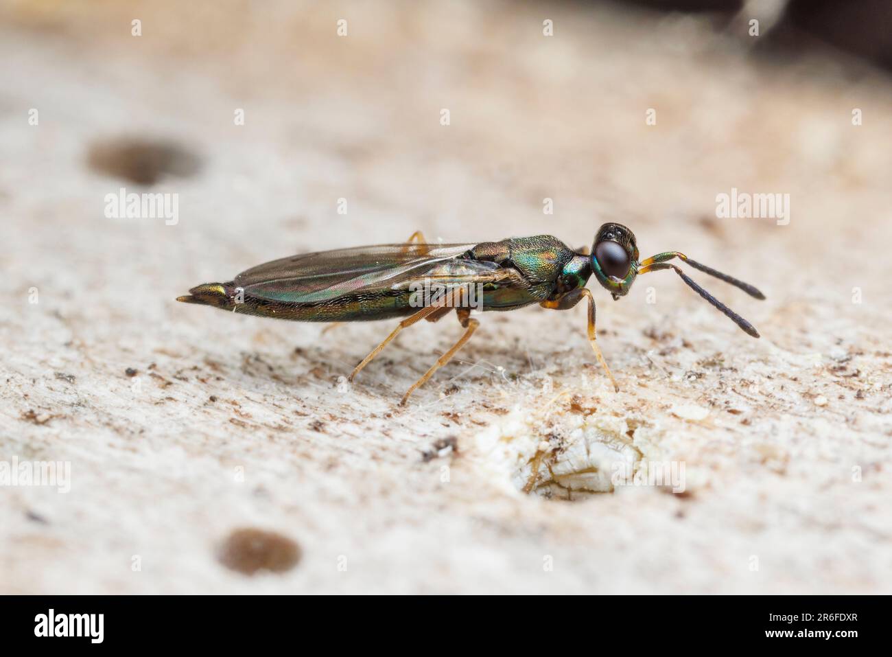 Eupelmid wasps hi-res stock photography and images - Alamy