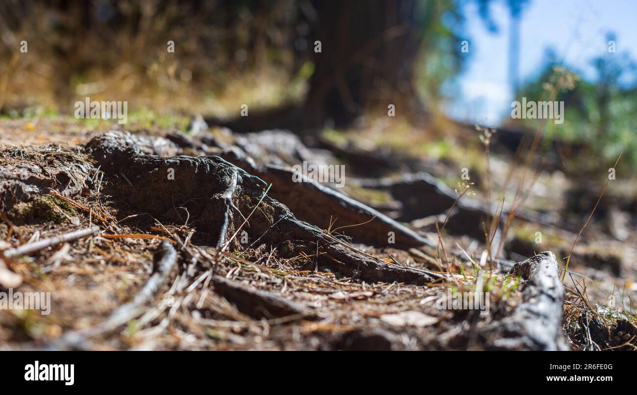 Close-up roots of pine in forest. Low point of view in nature landscape ...