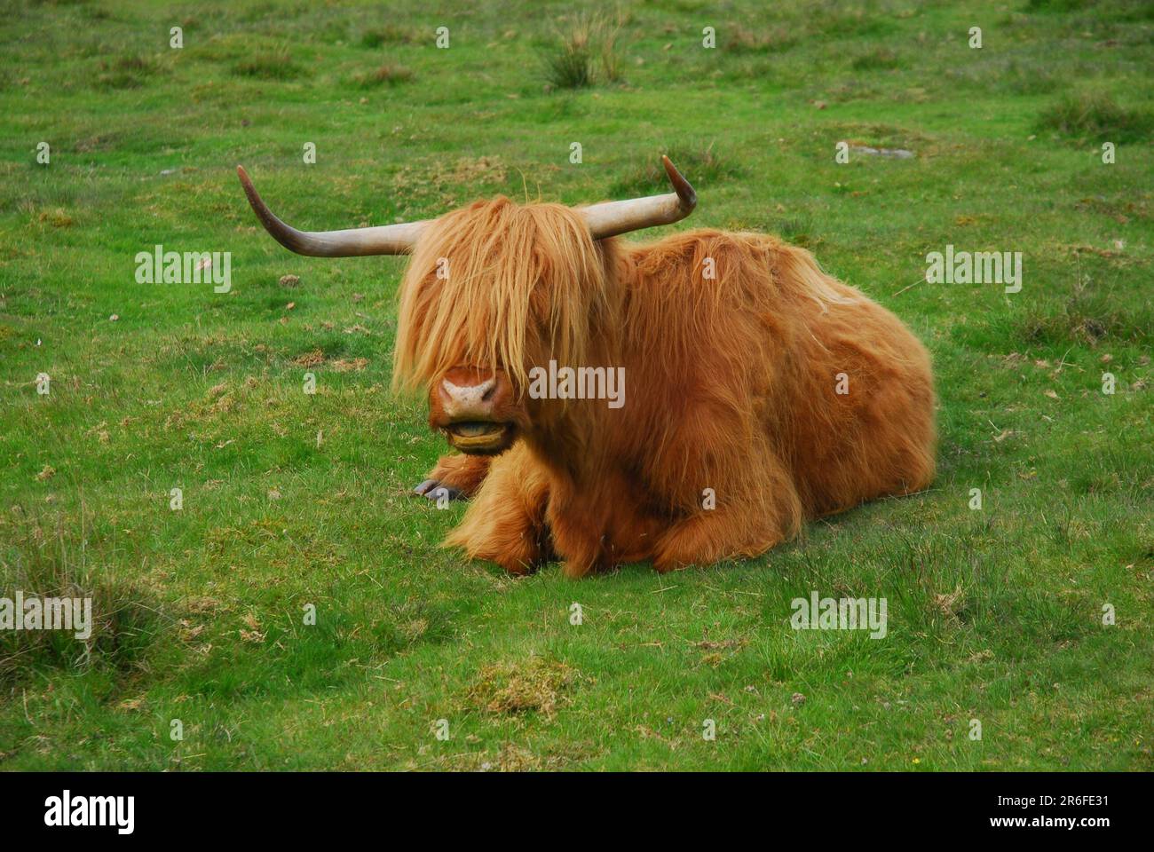 A Highland cow in open moorland Stock Photo - Alamy