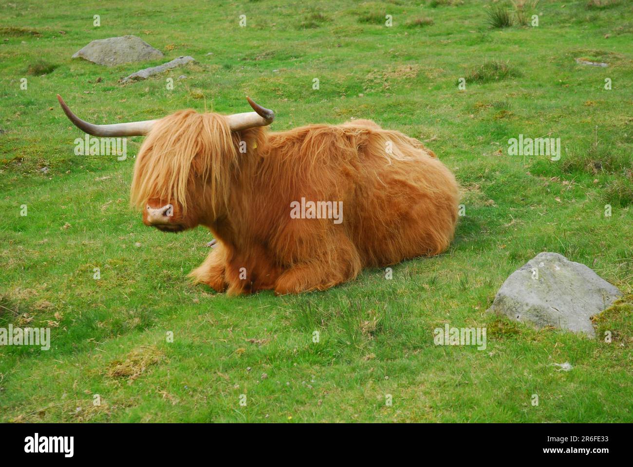 A Highland cow in open moorland Stock Photo - Alamy