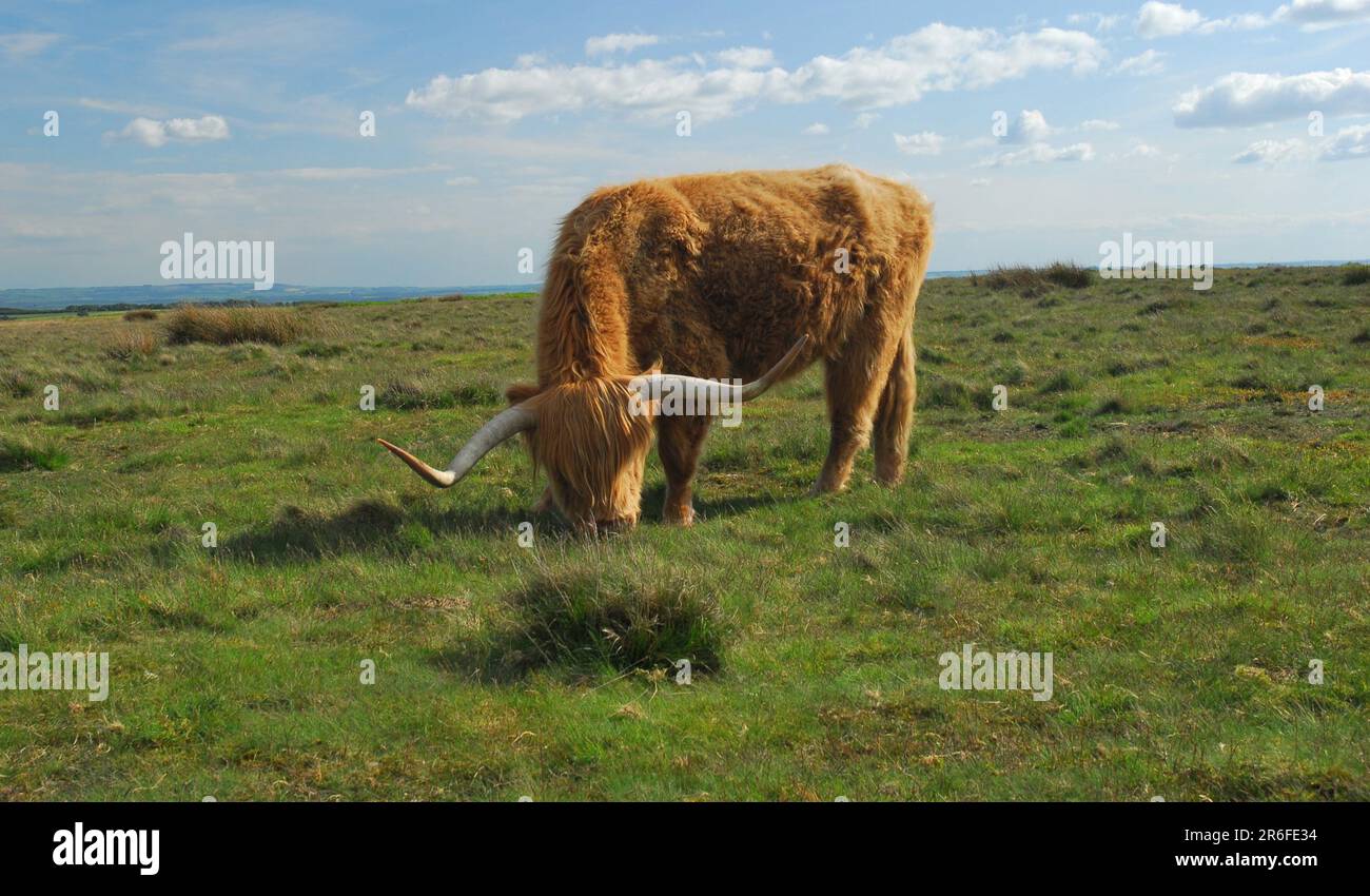 A Highland cow in open moorland Stock Photo - Alamy