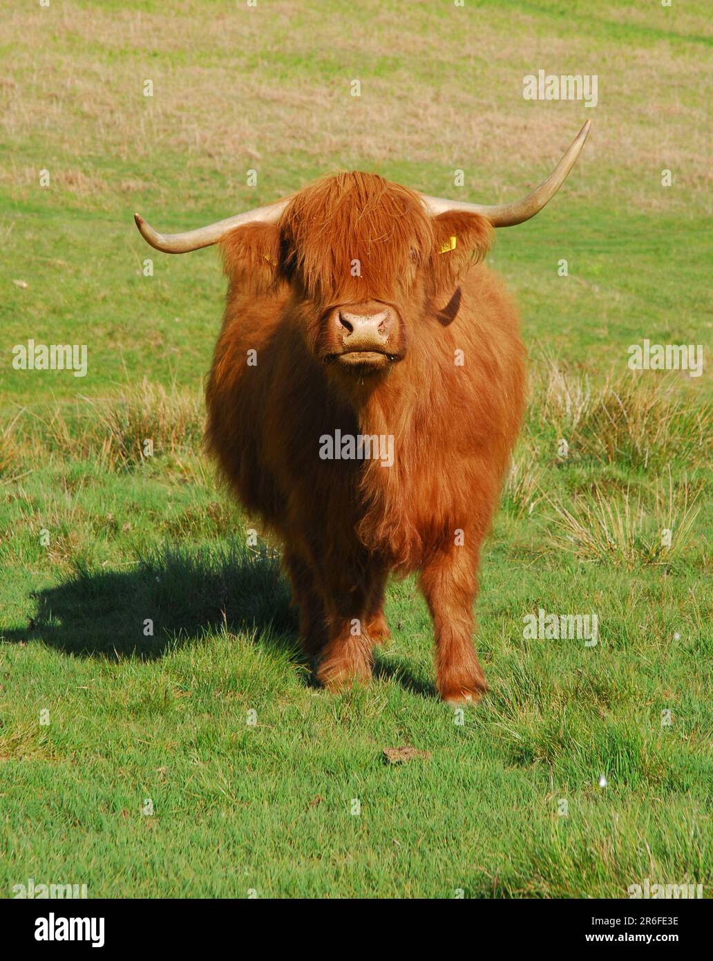 A Highland cow in open moorland Stock Photo - Alamy