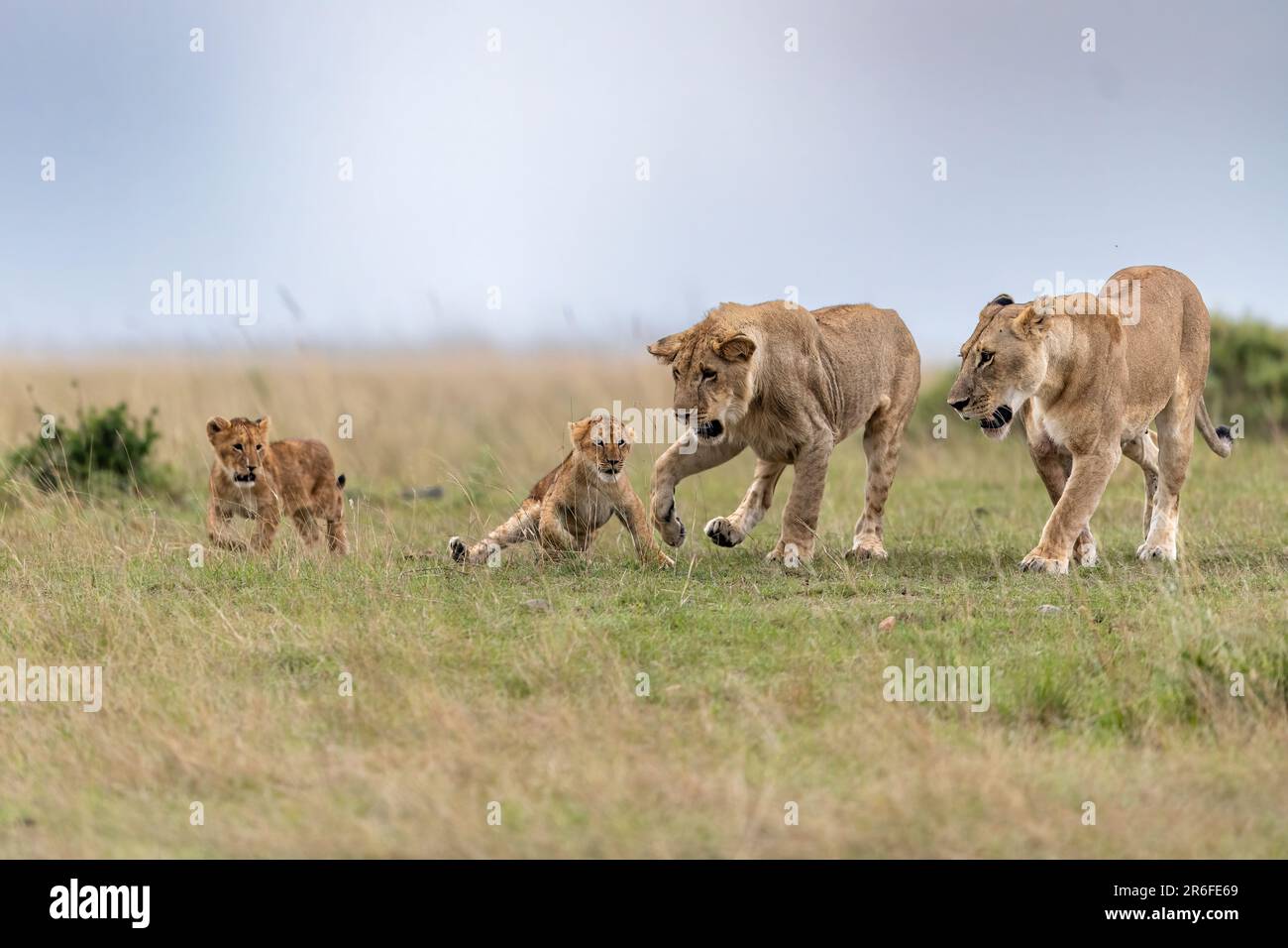 A pride of lions playing with cubs in Maasai Mara National Reserve in ...
