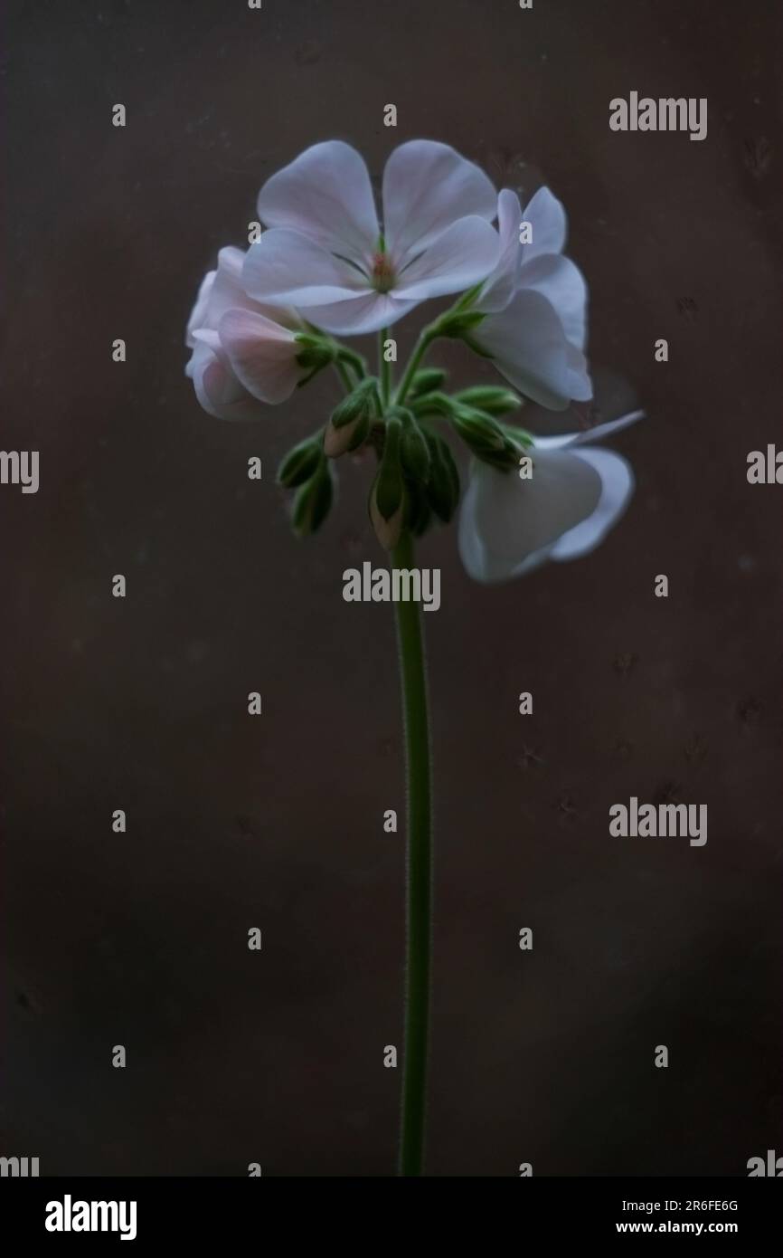 A lonely flower in a transparent glass vase standing outside in the ...