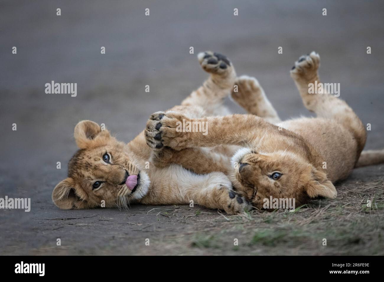 A pride of lions playing with cubs in Maasai Mara National Reserve in ...