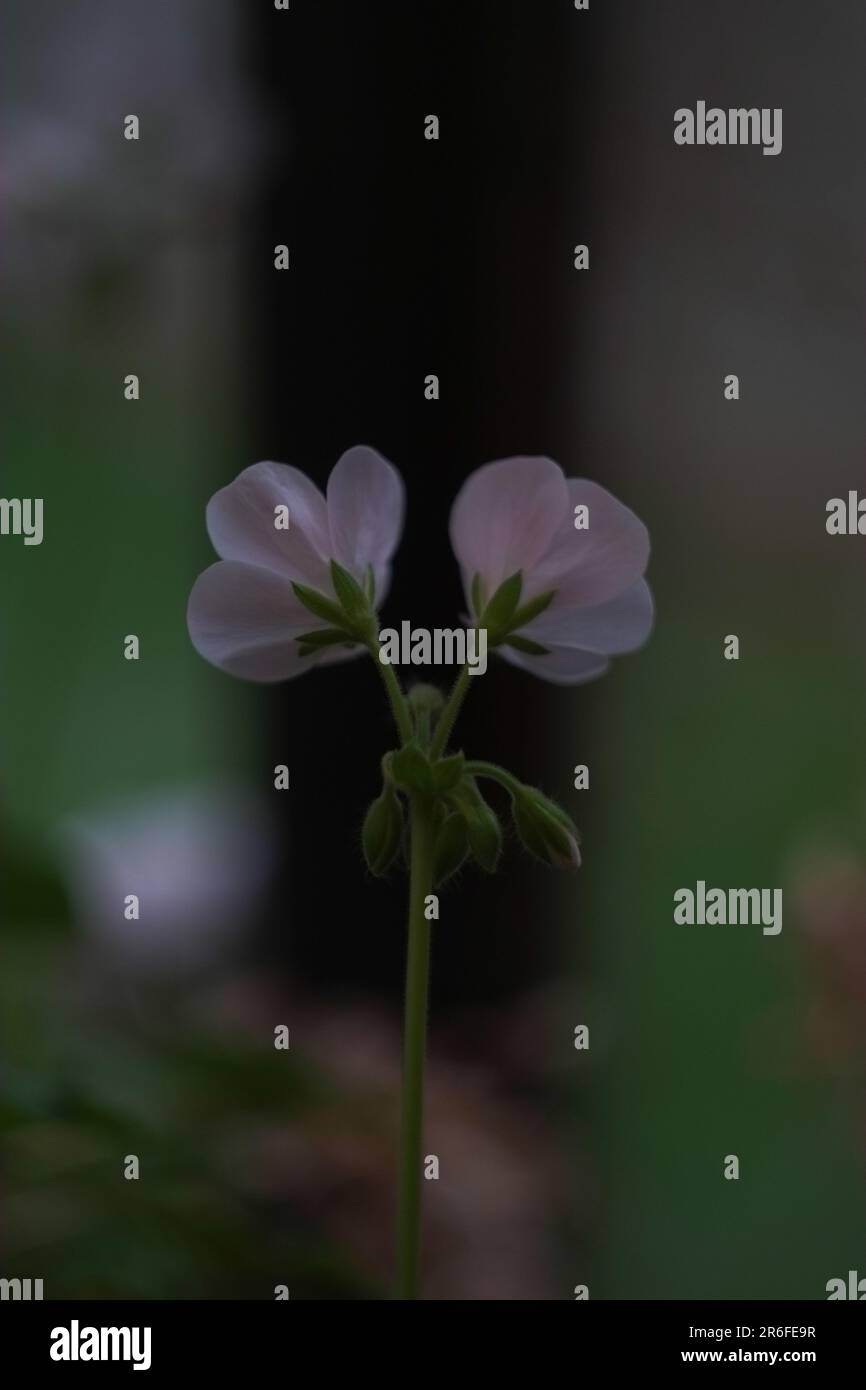 Open petals stands hi-res stock photography and images - Alamy