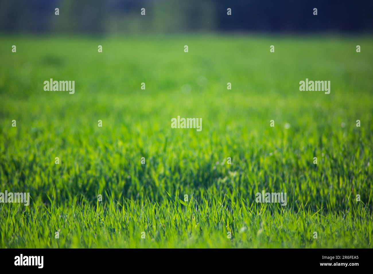 Fresh green grass on a sunny summer day close-up. Beautiful natural ...