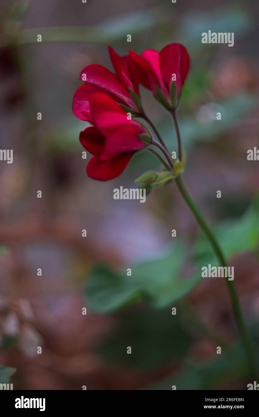 Stemlessons hi-res stock photography and images - Alamy