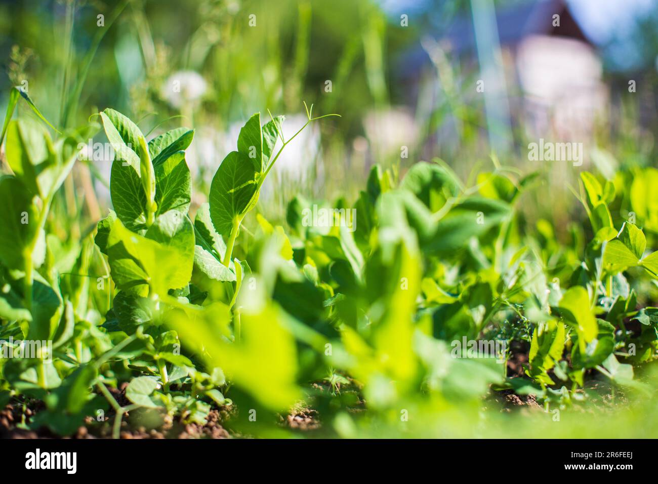 Peas crops planted in soil get ripe under sun. Cultivated land close up ...