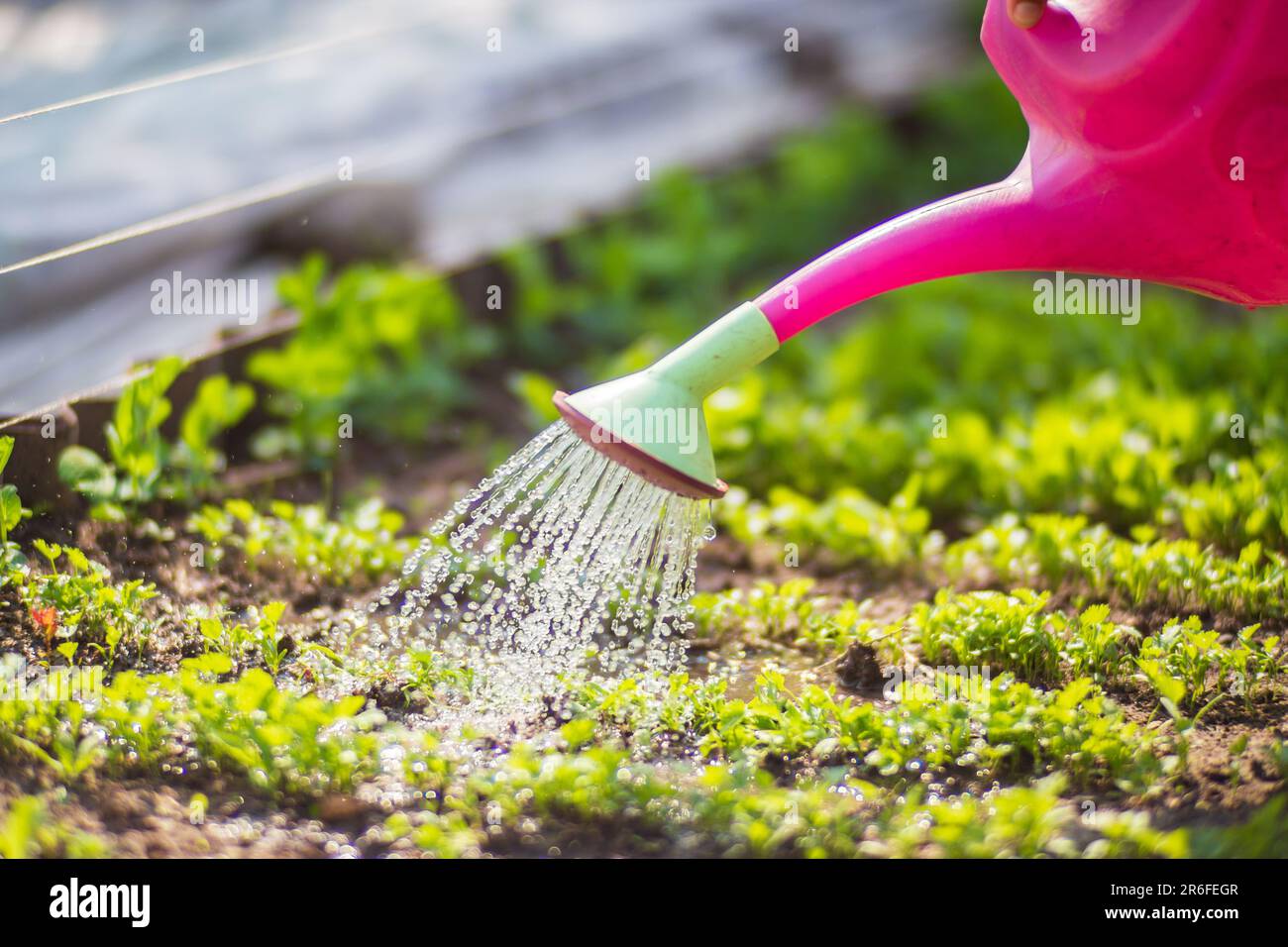 Watering vegetable plants on a plantation in the summer heat with a ...