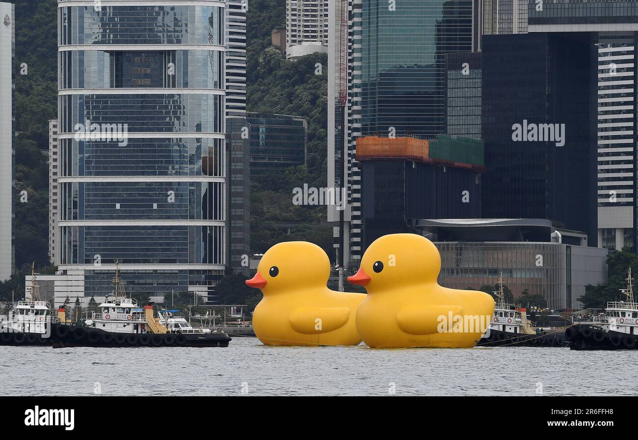 (230609) -- HONG KONG, June 9, 2023 (Xinhua) -- A pair of giant yellow ...