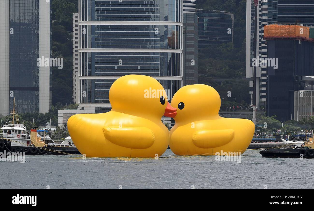 (230609) -- HONG KONG, June 9, 2023 (Xinhua) -- A pair of giant yellow ...