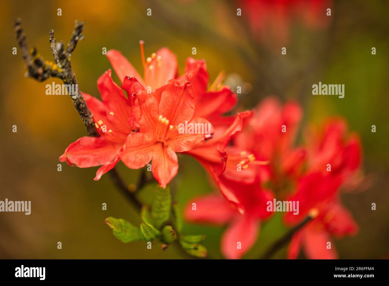 Muted Beauty: Softened Background Enhances the Allure of Red Azalea ...