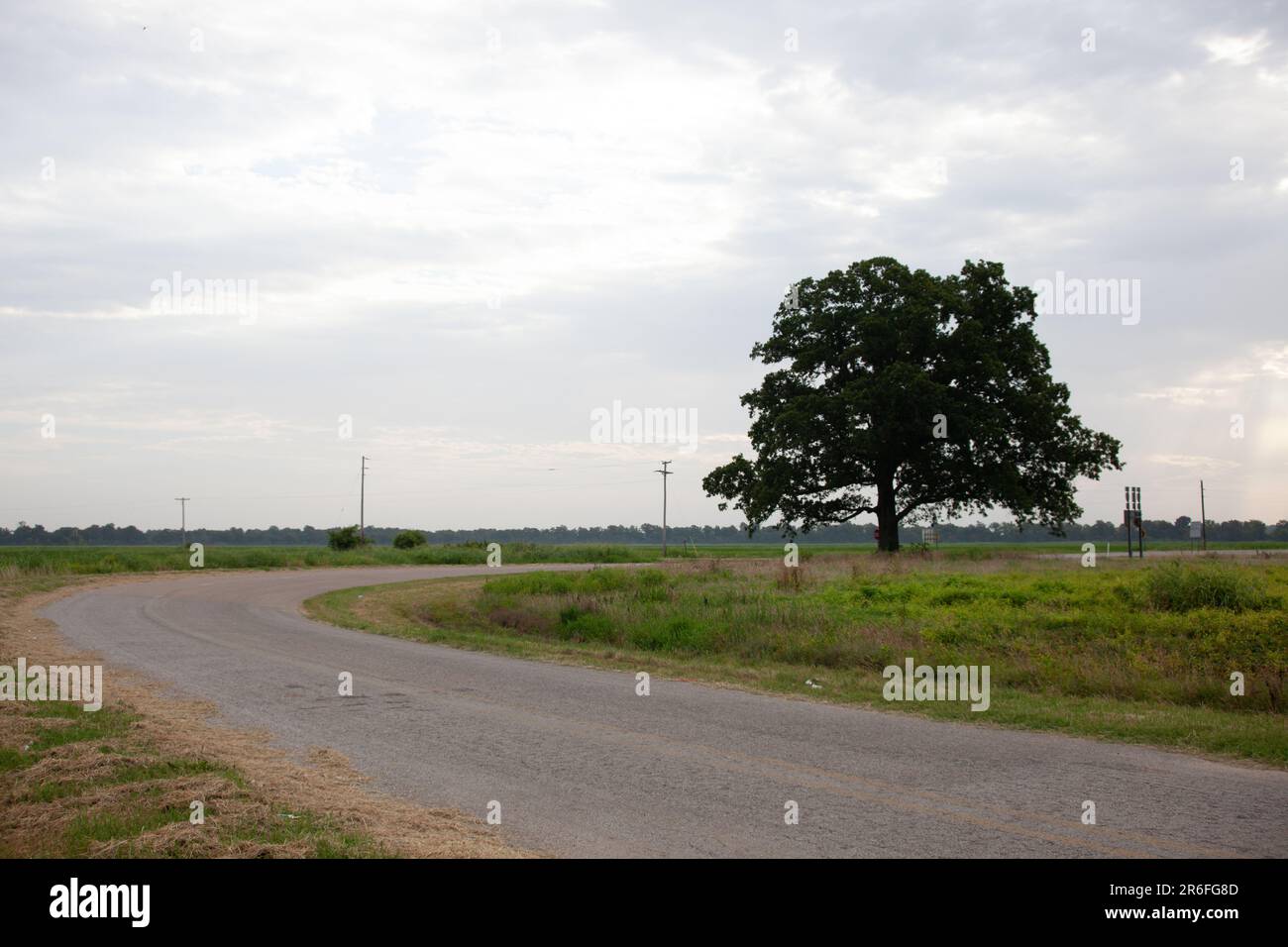 A single tree in a field by an asphalt road Stock Photo - Alamy