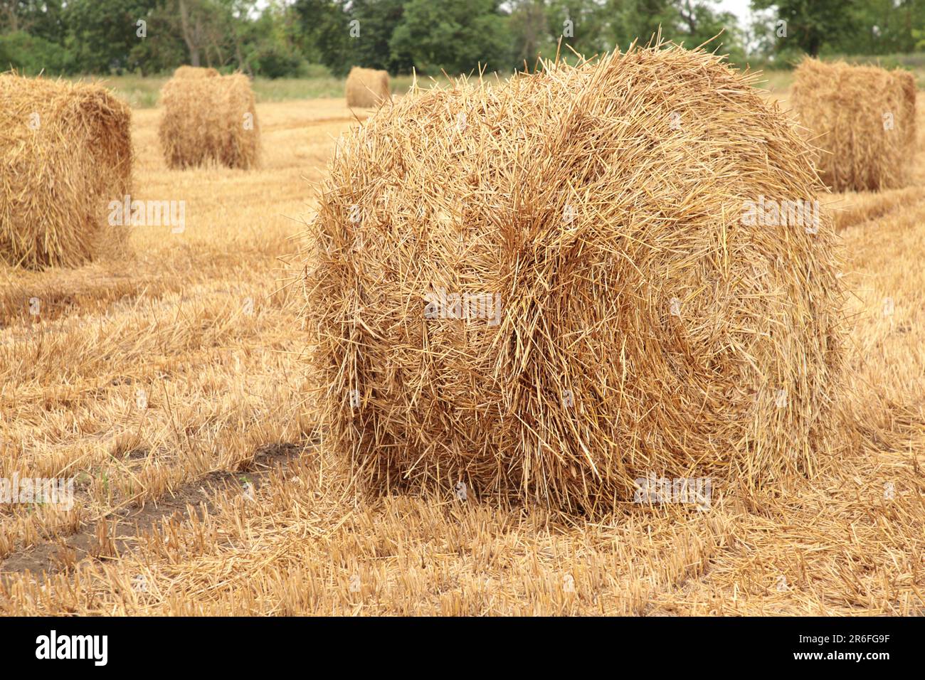 Hay bail harvesting in golden field landscape. Top view Stock Photo - Alamy