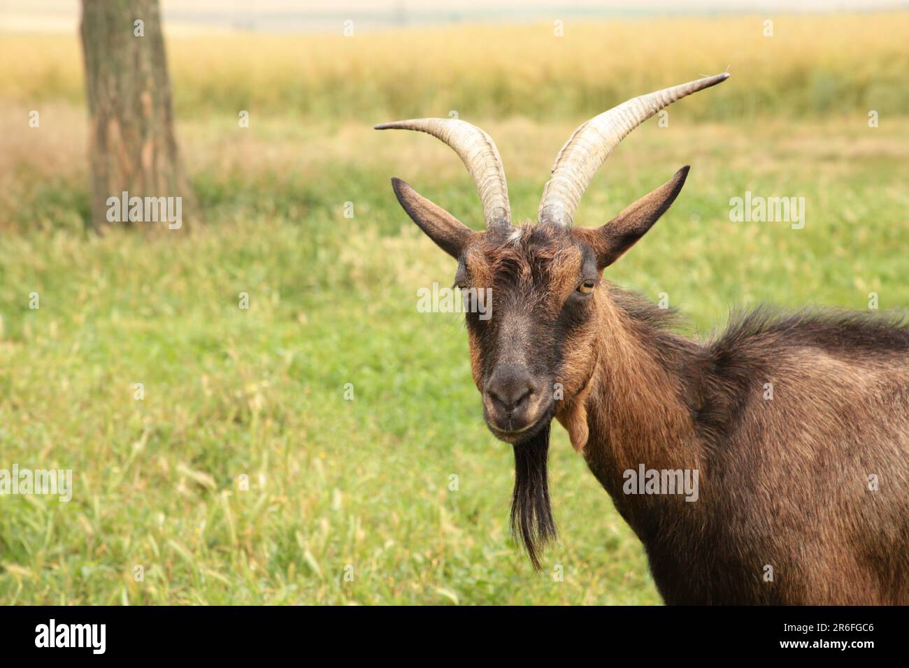Goat on summer meadow. Vertical photo. Top view Stock Photo - Alamy