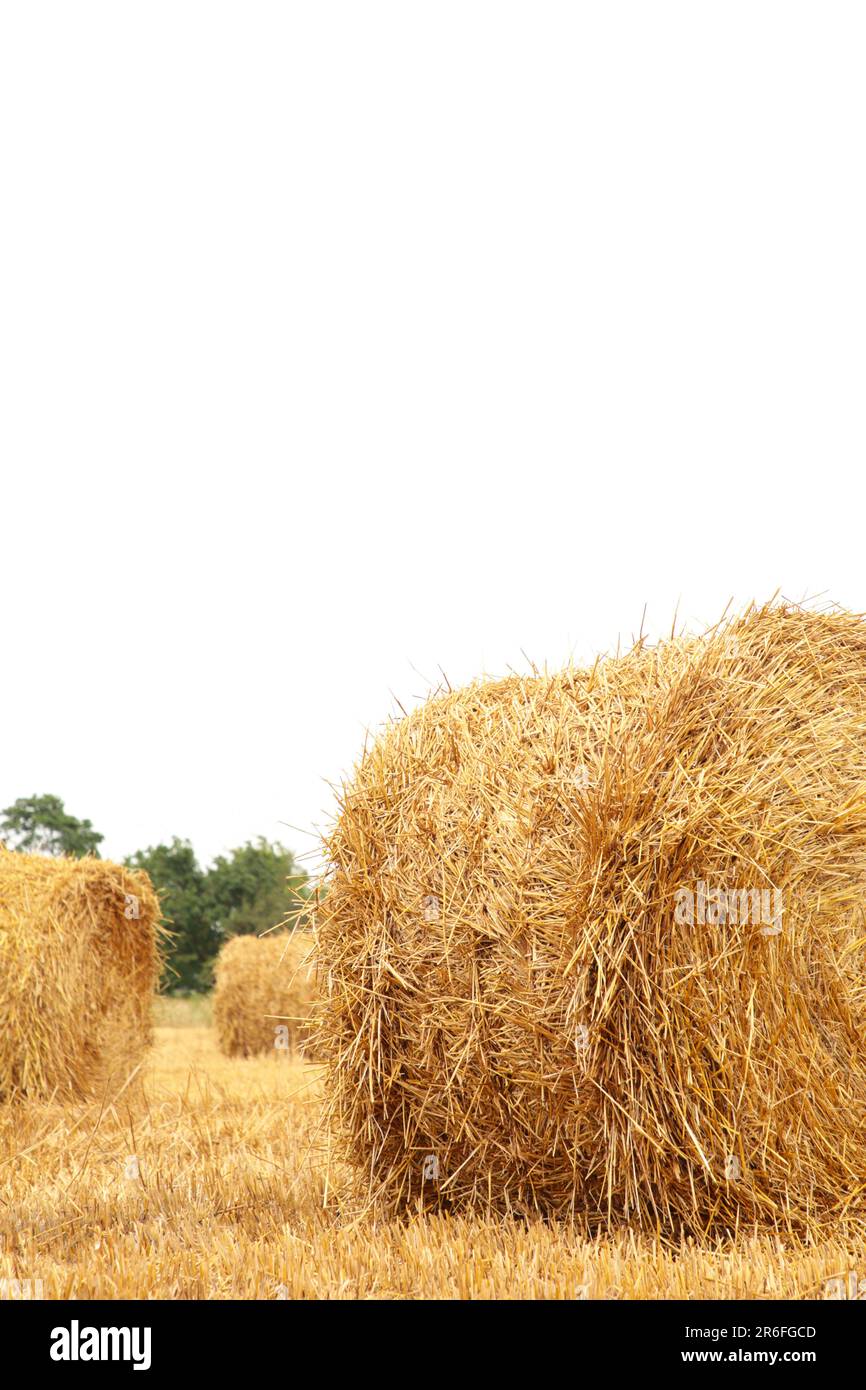 Hay bail harvesting in golden field landscape. Top view Stock Photo - Alamy