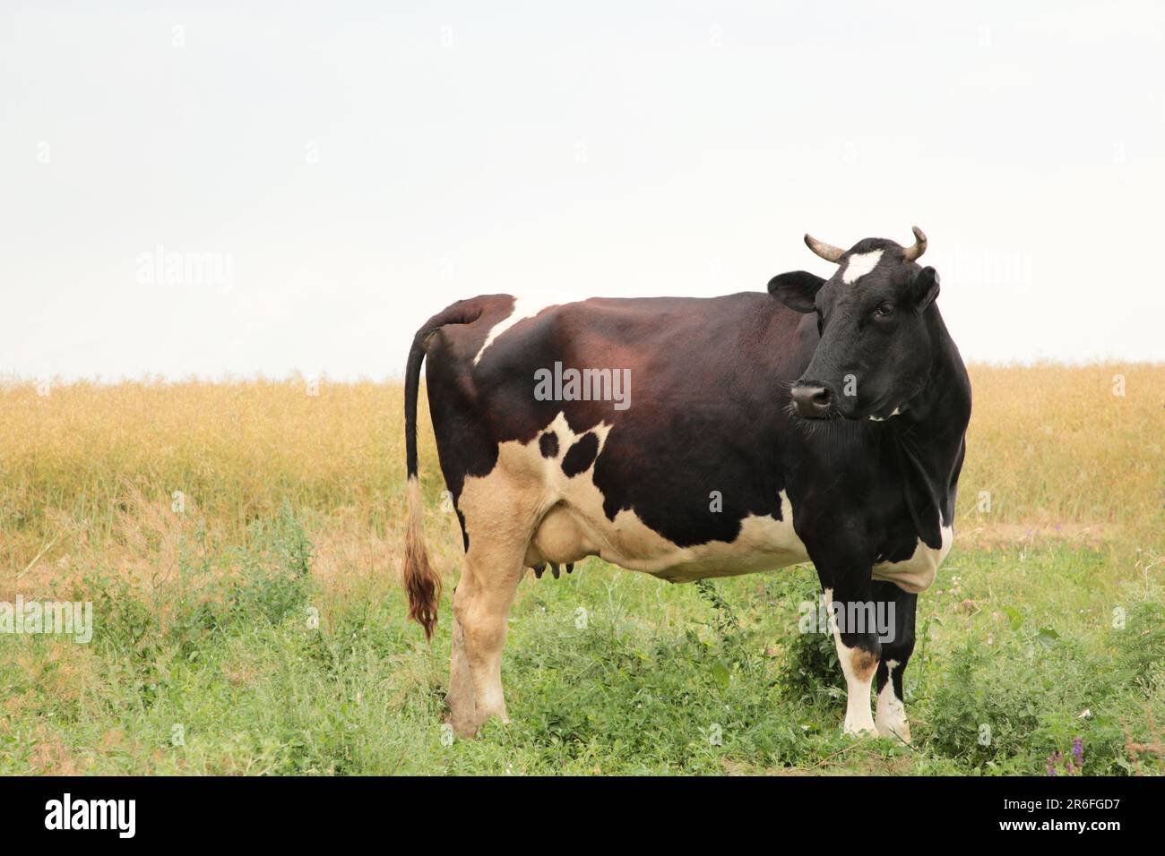 Milk caw hi-res stock photography and images - Alamy