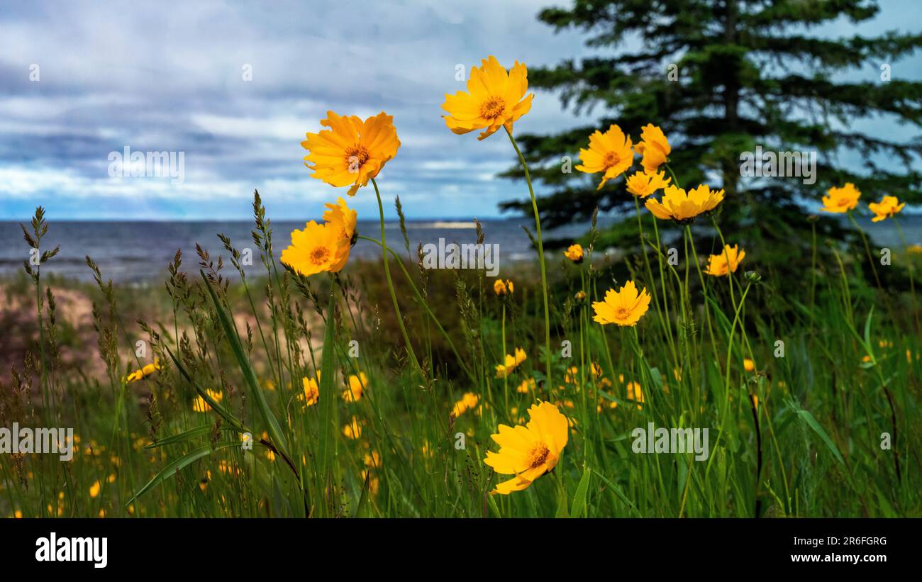A beautiful pastoral scene featuring yellow flowers blooming in a lush ...